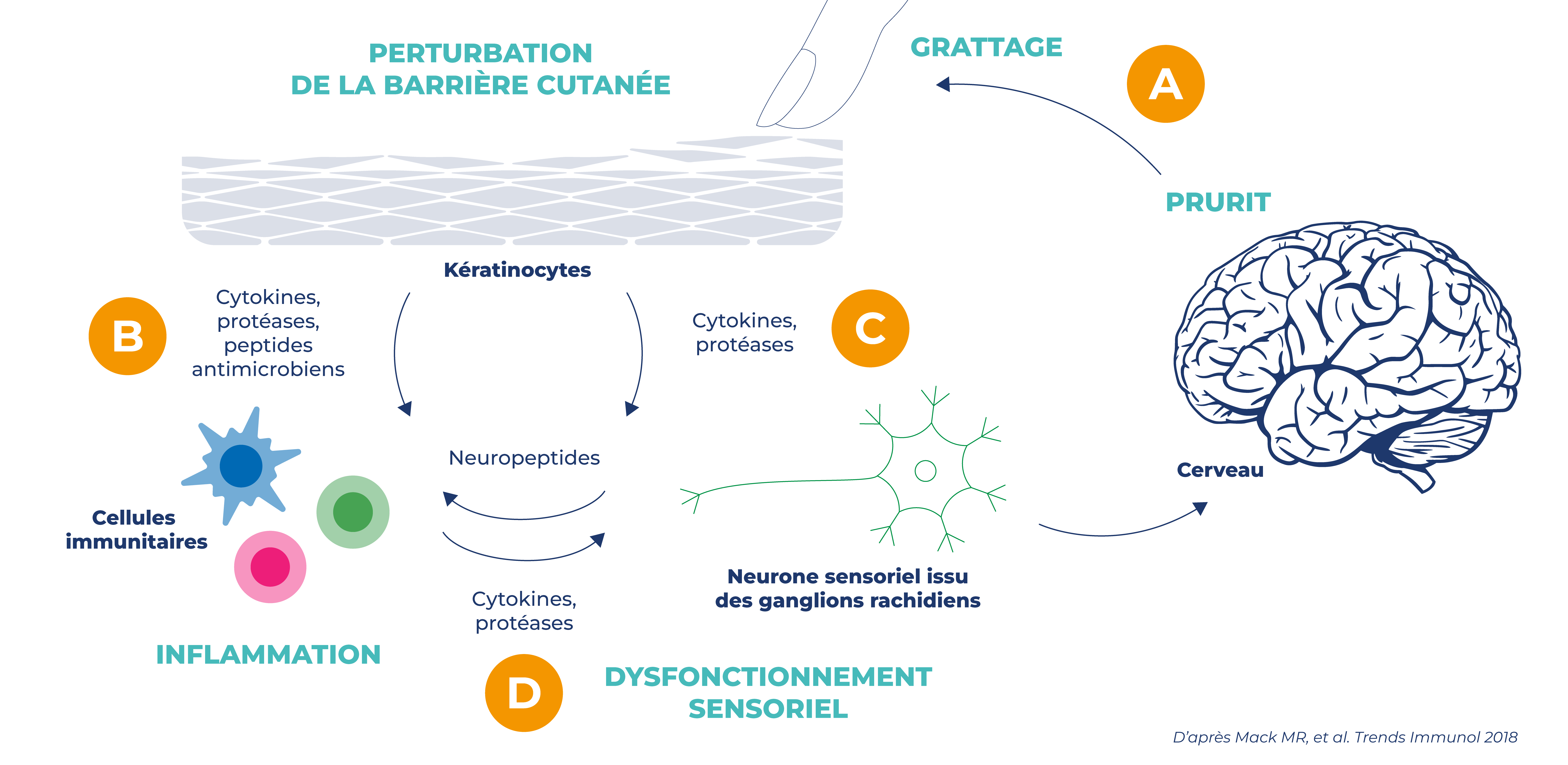 La dermatite atopique : aider le patient à mieux comprendre sa maladie